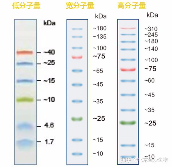 小知识 | 蛋白Marker（一） - 知乎