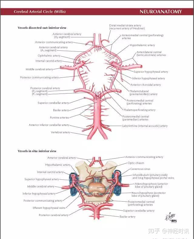 Netter脑血管解剖（精美原版高清彩色大图）二 - 知乎