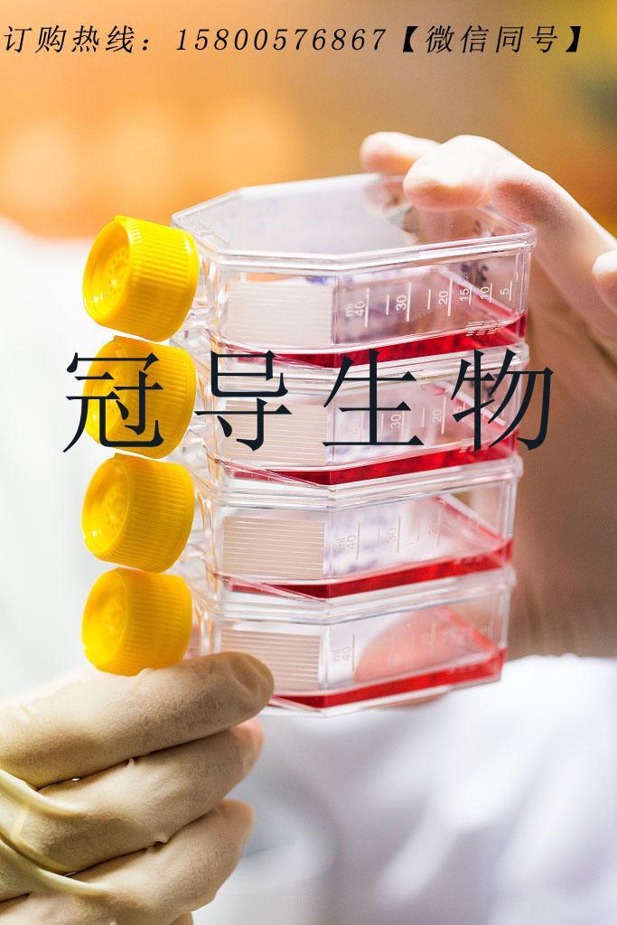 HT22小鼠海马神经元细胞复苏培养|带STR图谱 - 知乎