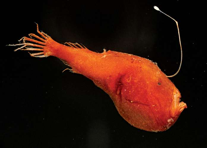 Anglerfish 安哥拉鱼 （双语） - 知乎