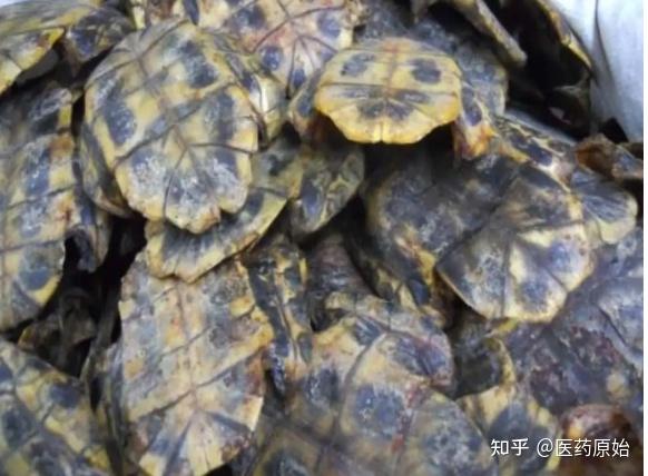 带你识别龟甲 知乎