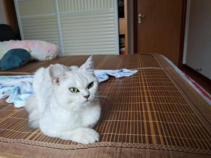 《GLU Variants Improve Transformer》代码复现 - 知乎