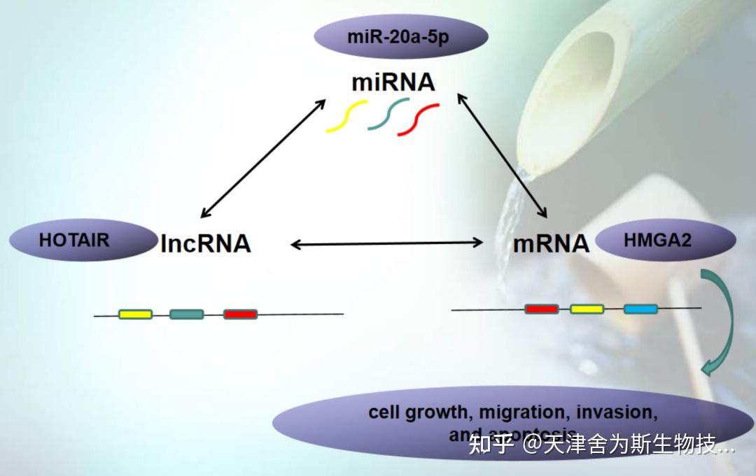 经典ceRNA科研思路：lncRNA/miRNA/mRNA轴在癌症发生发展过程中的指导性参考 - 知乎