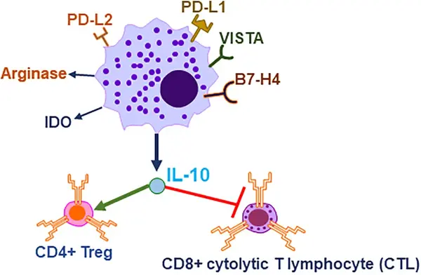 Semin Cell Dev Biol|Aamir Ahmad团队揭示microRNA表观遗传调控肿瘤相关巨噬细胞机制 - 知乎