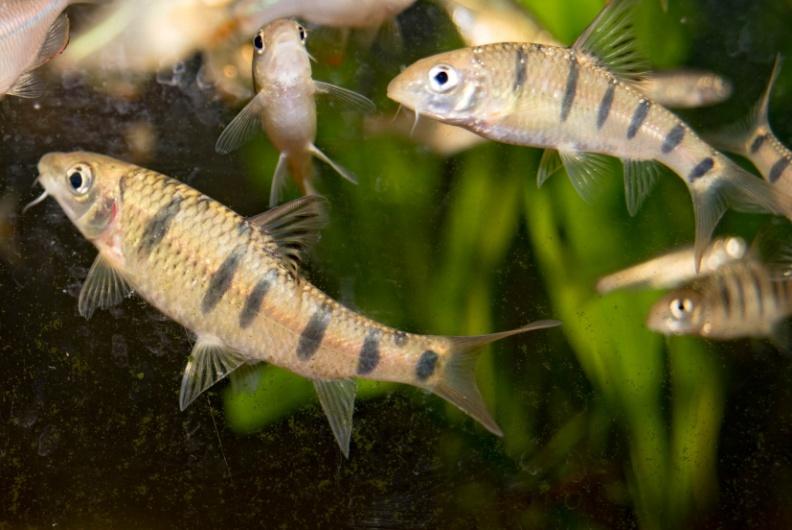 水产品中的毒性物质（一） - 知乎