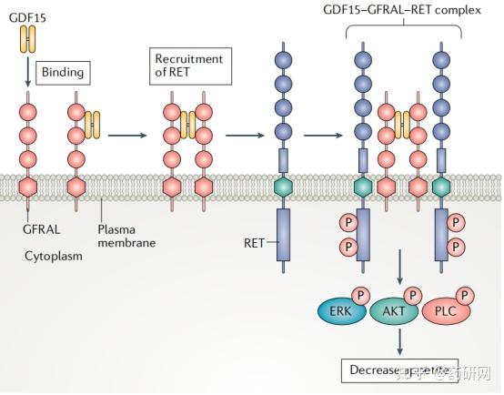 什么是生长分化因子15(GDF-15)？ - 知乎