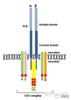 双抗靶点 — CD3 - 知乎