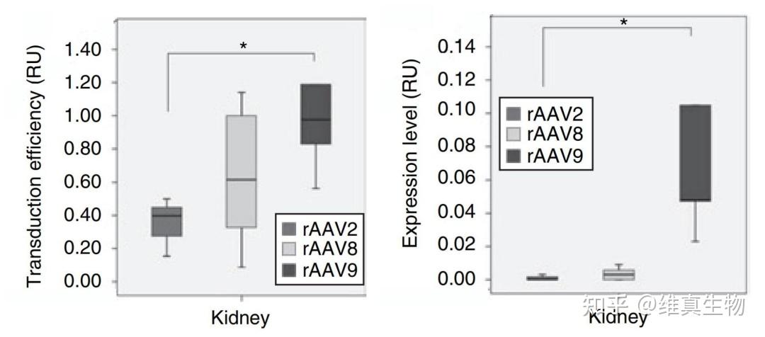 『重磅盘点』AAV在肾脏研究中的应用策略-干货篇 - 知乎