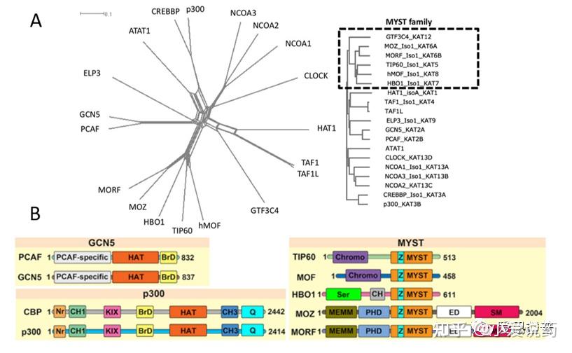 KATs(赖氨酸乙酰转移酶) panel - 知乎