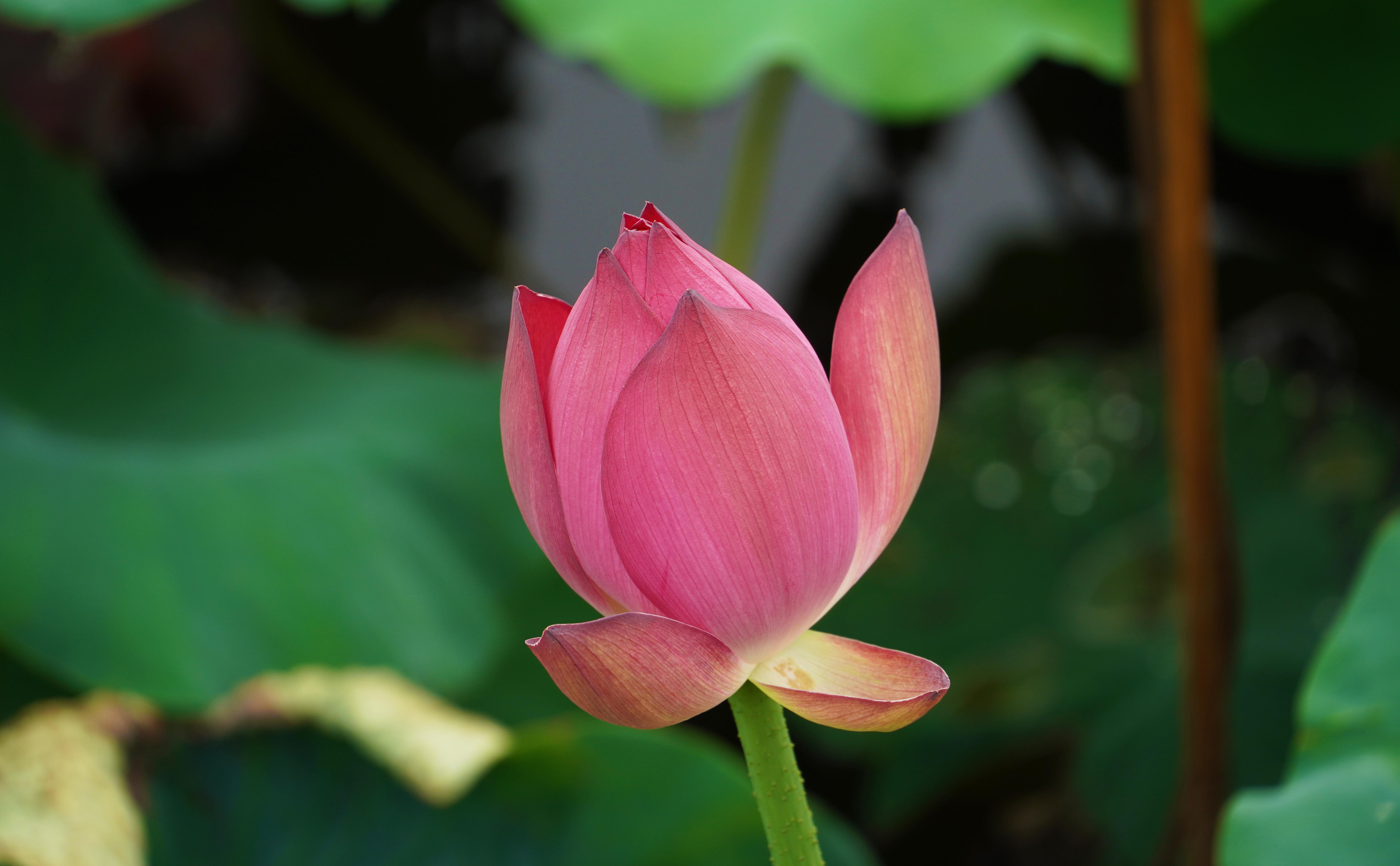 索尼 18135 镜头的拍照表现怎么样？ - 知乎