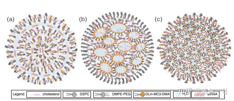 《mRNA-LNP新冠疫苗的结构与稳定性》文献解读 - 知乎