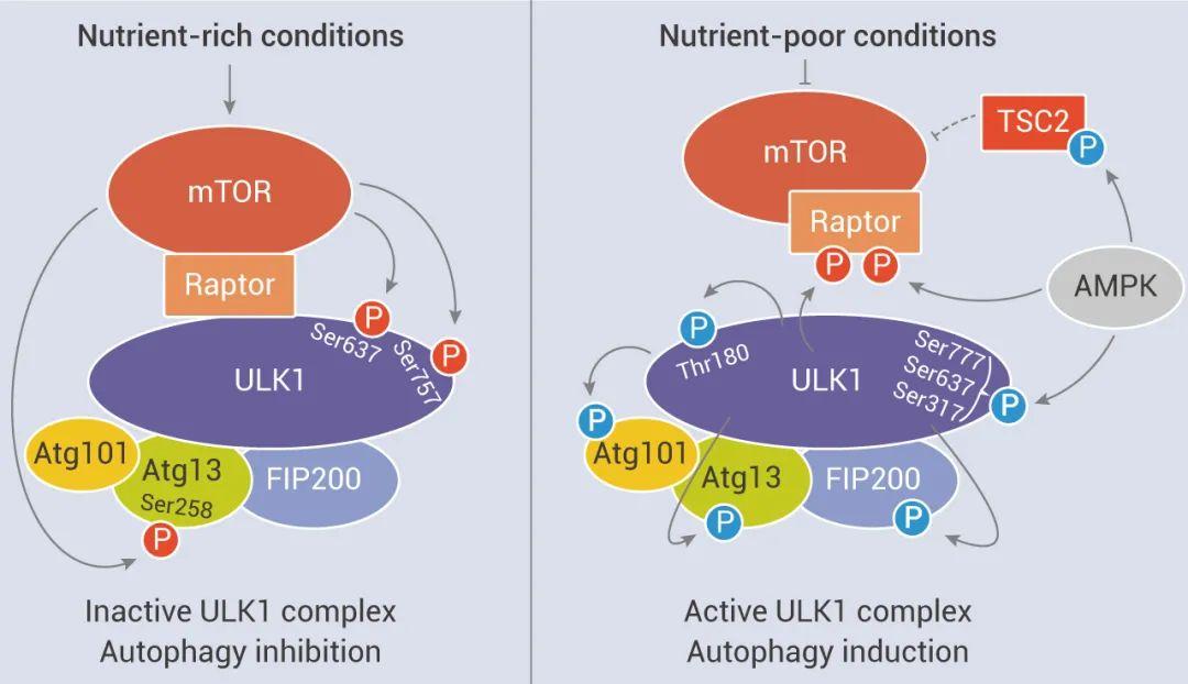MCE | mTOR 通路是如何调控自噬的 - 知乎
