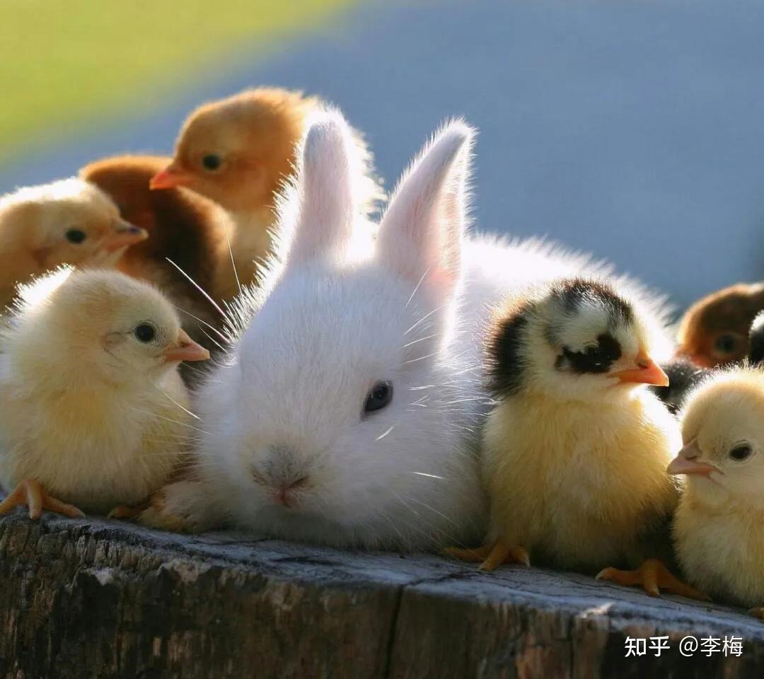 鸡兔同笼问题与现实严重脱节，为何还要一直延用？ - 知乎