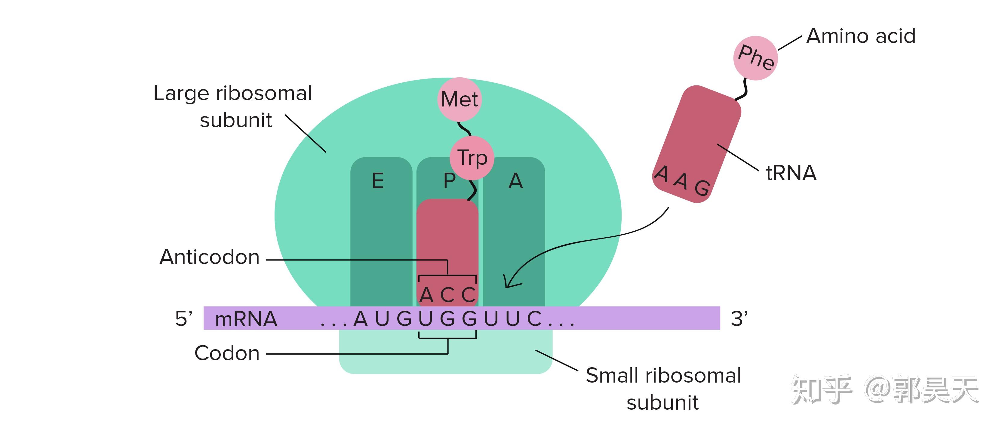 如何解读 2019年2月22日《科学》发表的合成生物学新突破「八碱基遗传系统Hachimoji」？ - 知乎