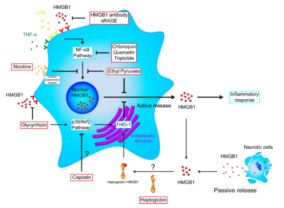 高迁移率族蛋白HMGB1：一个越来越频繁出现于化妆品原料中的靶点 - 知乎