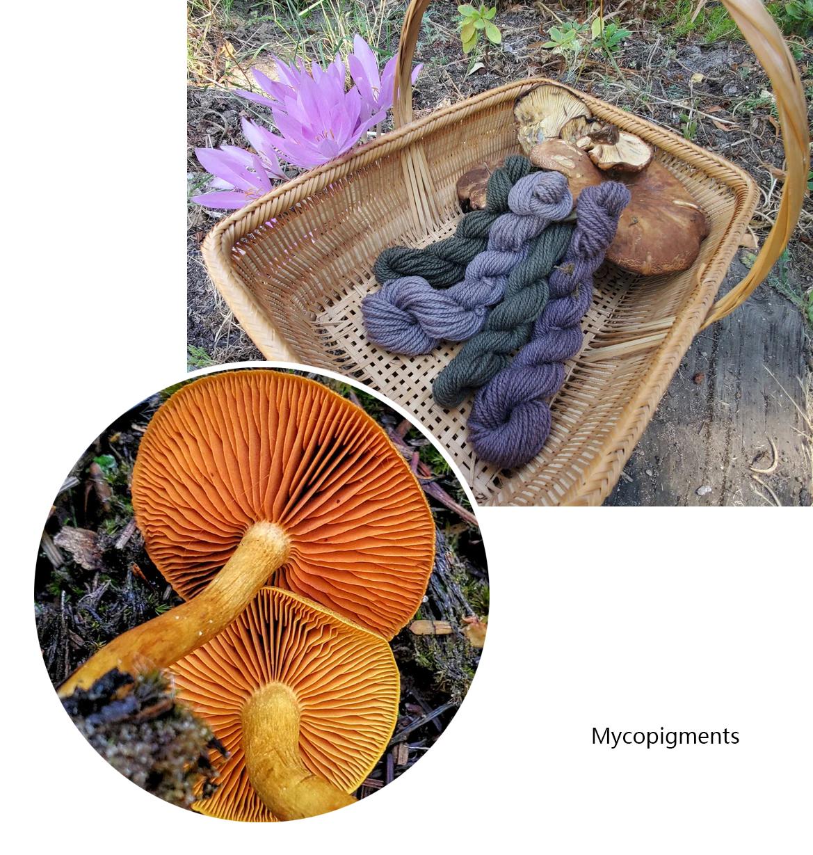 面料趋势 | 菌丝体为绿色时尚蓄力 - 知乎