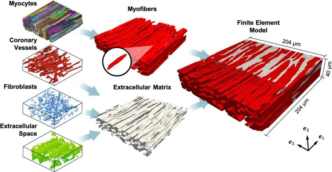 【Simpleware】心室心肌的高保真三维微观力学模型 - 知乎