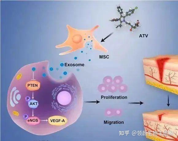 干细胞外泌体何以成为医美界的领跑者？ - 知乎
