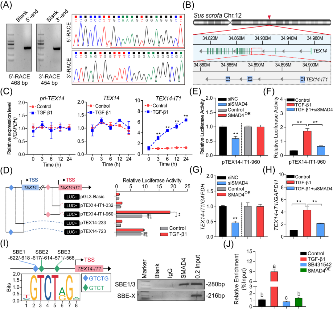 Cell Prolif︱南京农业大学李齐发/杜星团队揭示TGF-β1调控卵巢颗粒细胞转录组变化的普遍机制 - 知乎
