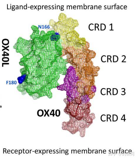癌症及自免疫靶点：OX40 - 知乎