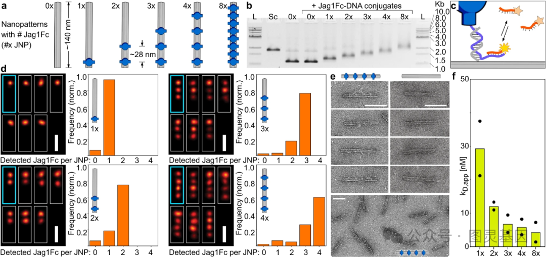 Nat Comm | DNA折纸发现激活Notch通路新模式 - 知乎