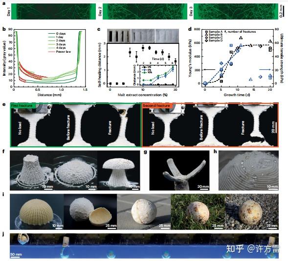 最新Nature Materials：菌丝体水凝胶3D打印成活性复合材料 - 知乎