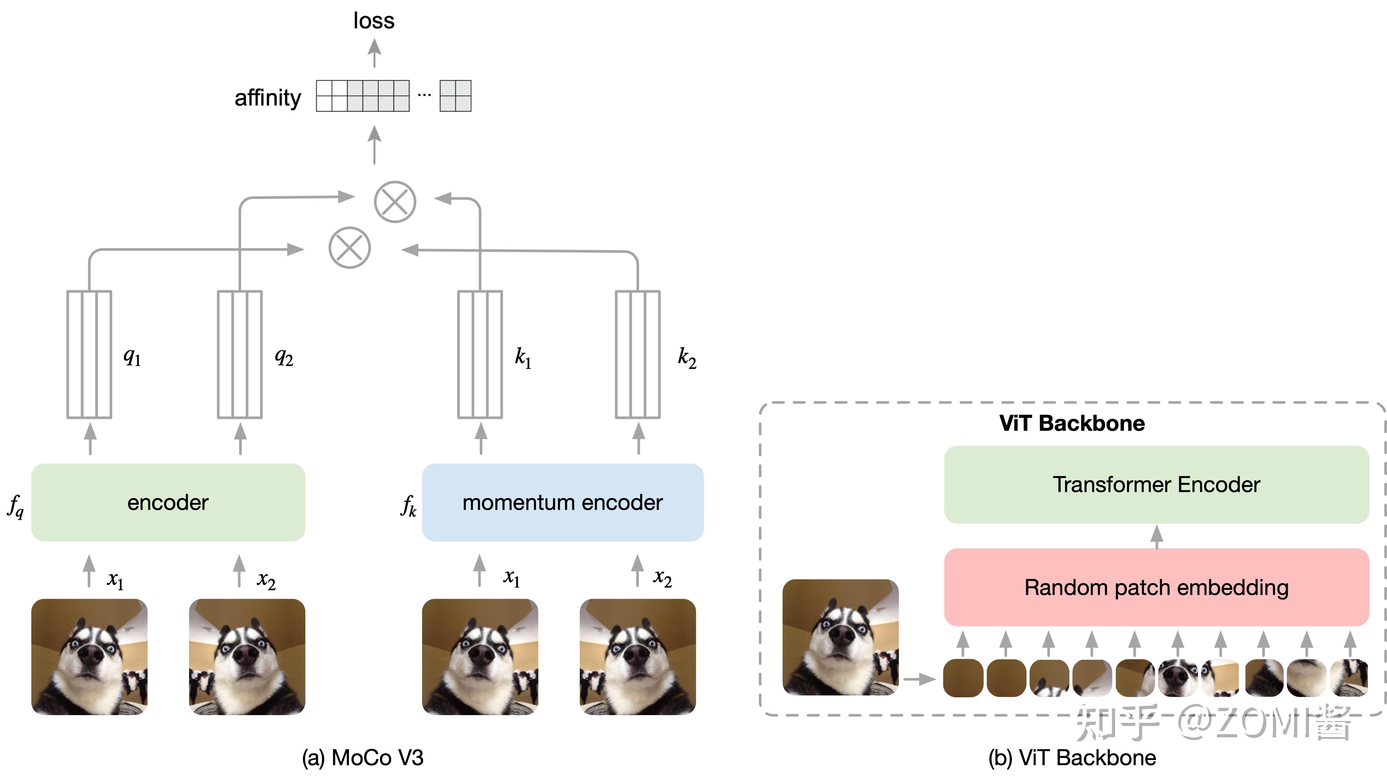 MoCo V3：视觉自监督迎来Transformer - ZOMI酱酱 - 博客园
