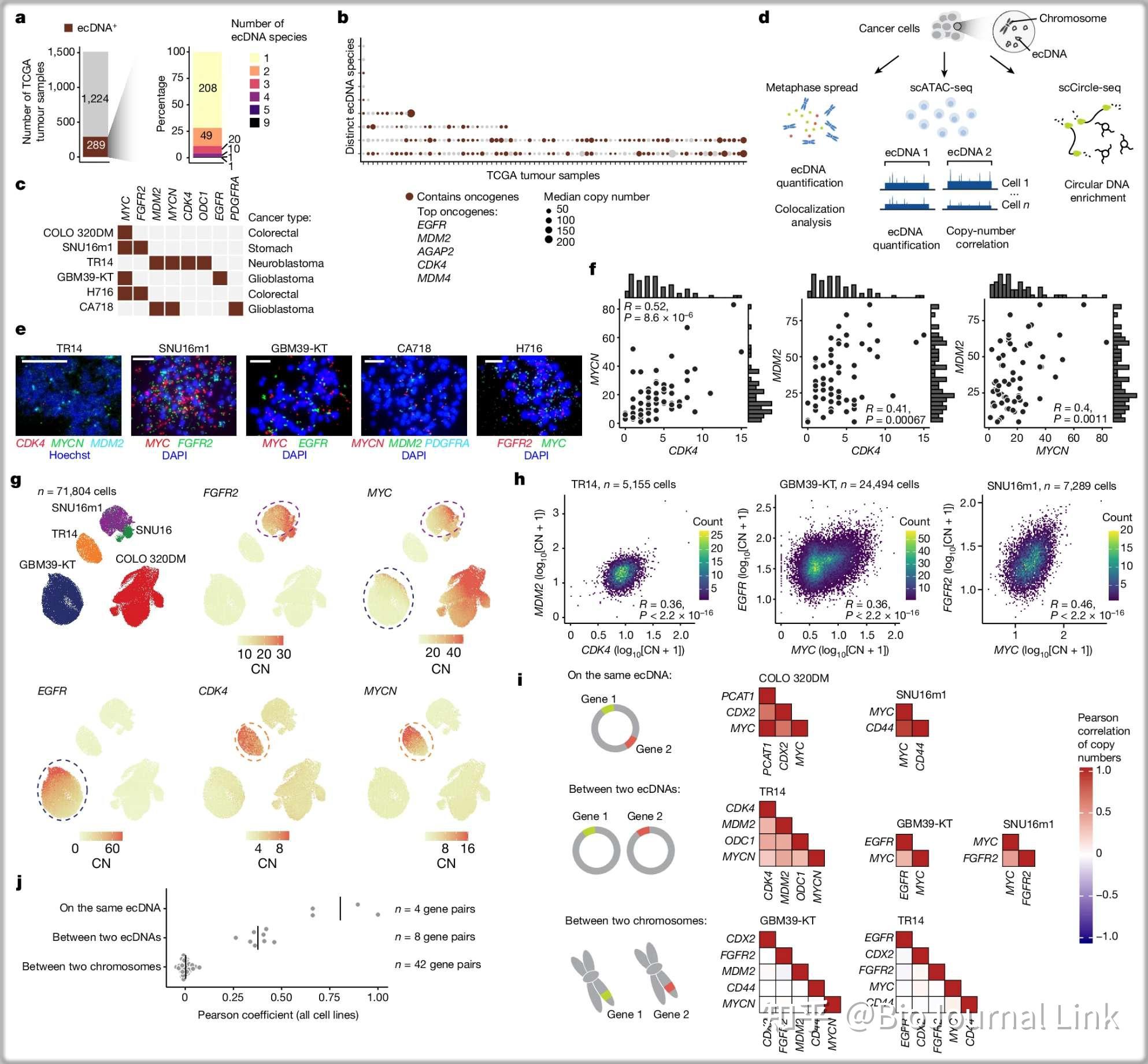顶刊精读 | Nature | 癌症细胞中 ecDNA 的协调遗传 - 知乎