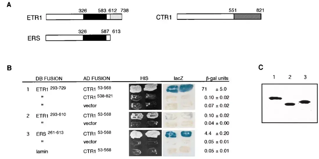 乙烯信号转导——“大反派” CTR1 - 知乎