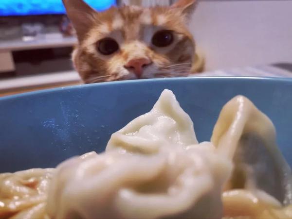 烦人亲戚骚操作,给猫喝酒喂坚果 你没事吧?! 知乎