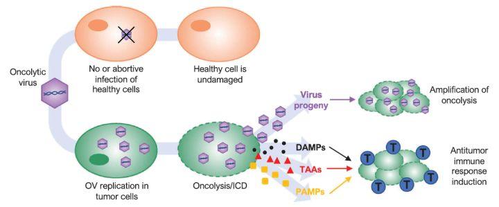 什么是溶瘤病毒？痘苗病毒VACV有什么特点？ - 知乎