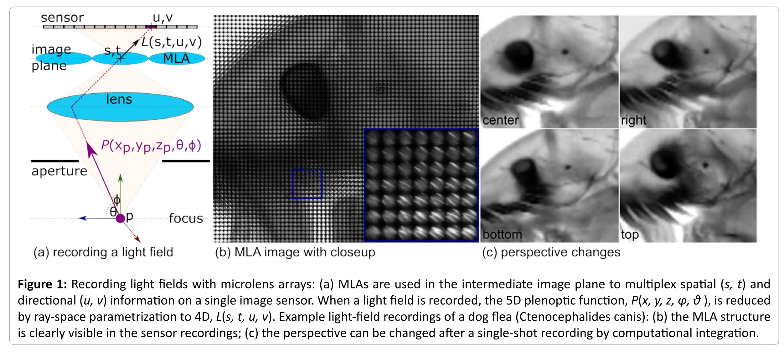 [论文笔记] Light-Field Microscopy: A Review - 知乎