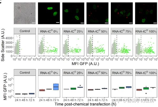 荧光碱基类似物标记RNA，实现从递送到翻译的全局活细胞成像。 - 知乎