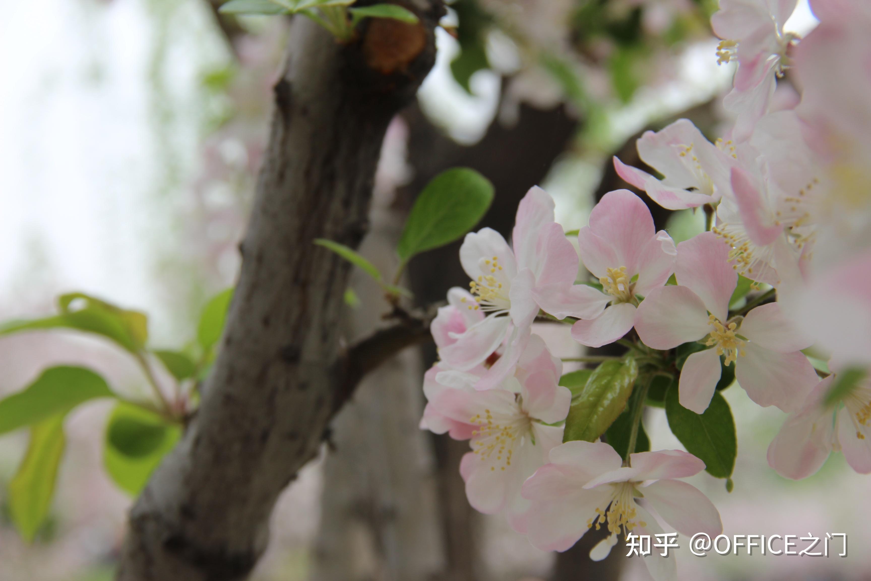 有哪些办法能够简单地为 R 语言安装 tidyverse 扩展包？ - 知乎