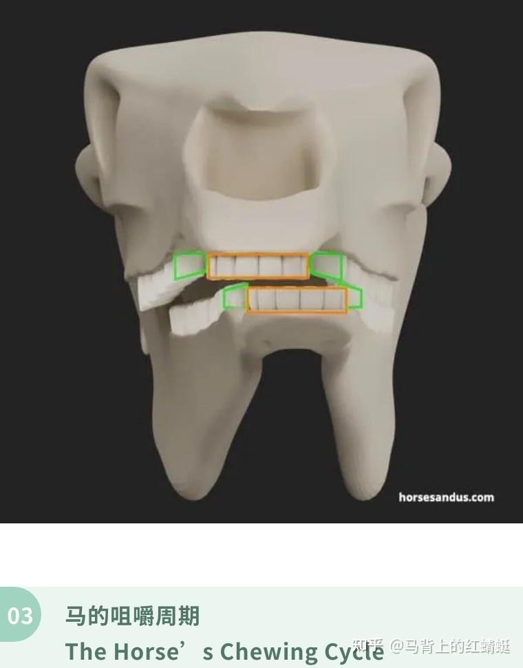 【科普】马的咀嚼方式及解剖结构对咀嚼运动的影响How Does A Horse Chew &How Anatomy Influences ...