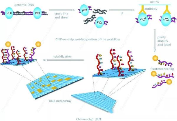 ChIP：免疫沉淀常见问题＆解决方案 - 知乎
