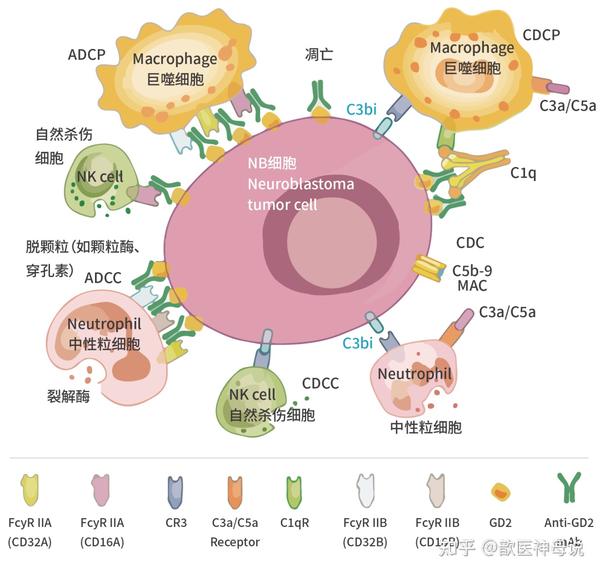 一文读懂——神经母细胞瘤的GD2免疫治疗 - 知乎