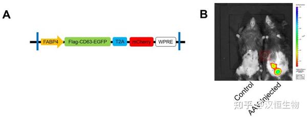 【脂肪组织干货篇】AAV脂肪组织特异性表达调控 - 知乎