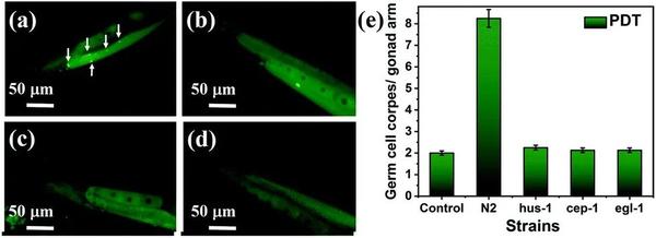 Biomater Sci:西兰花衍生碳量子点的PDT效应在突变秀丽隐杆线虫模型中得到证实 - 知乎