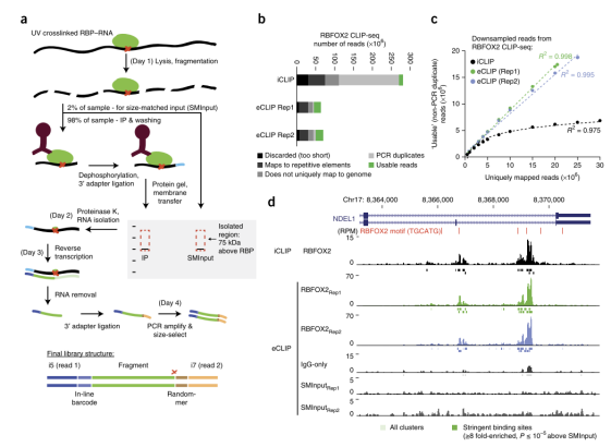 国自然热点 | RNA结合蛋白调控机制研究方法（二）_CLIP-seq - 知乎
