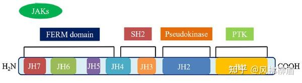 浅谈JAK-STAT信号通路及相关抑制剂 - 知乎