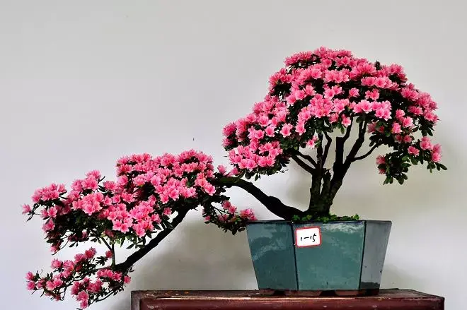 杜鹃花的鉴赏与养护管理，值得收藏 - 知乎