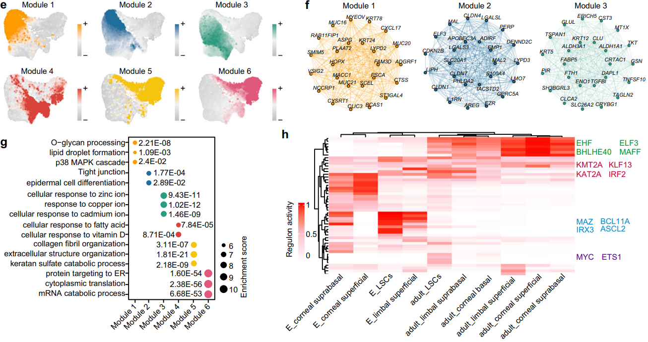 NC项目文章 | 中山大学眼科中心团队揭示角膜上皮分化的单细胞转录图谱和三维基因组重塑 - 知乎