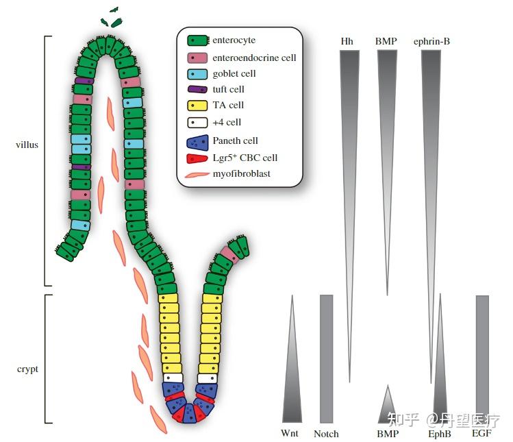 类器官模型-肠正常类器官 - 知乎
