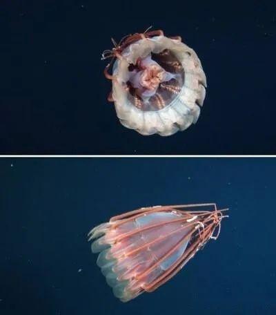 【动物界全系列】钵水母纲—冠水母目 - 知乎