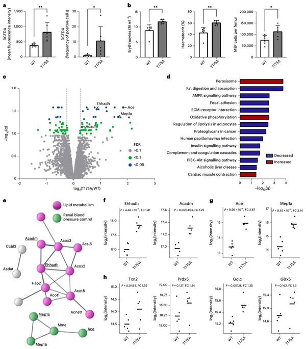 Nature Metabolism丨GAPDH 氧化还原开关保护还原能力并使应激肿瘤细胞存活 - 知乎