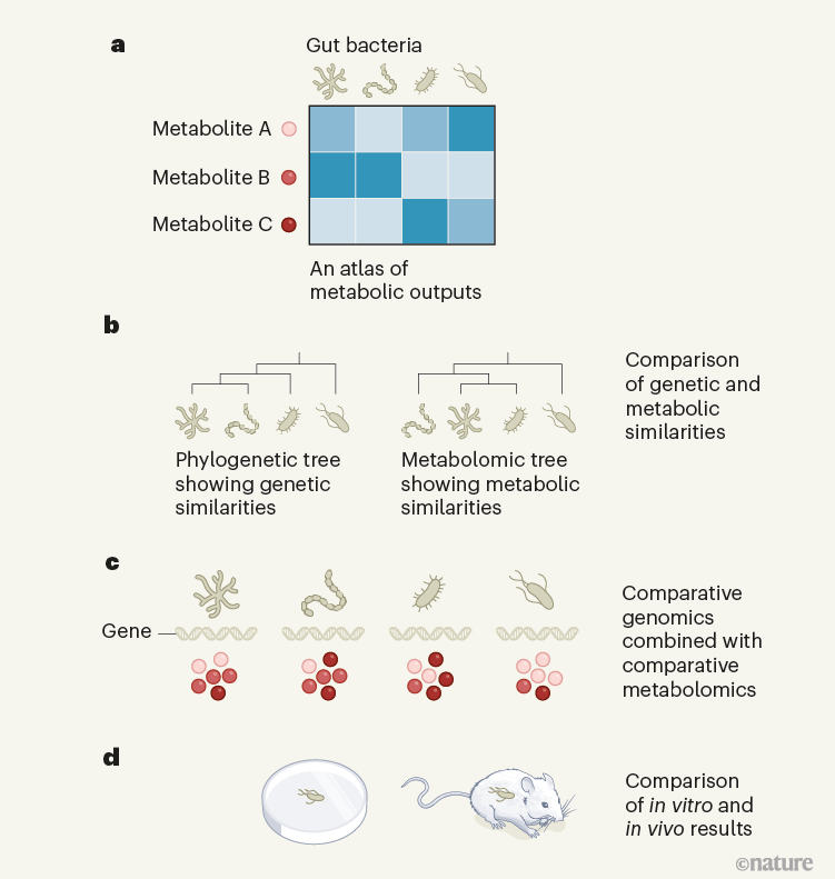 Nature: 代谢组学流程用于肠道微生物组机制破译？ - 知乎