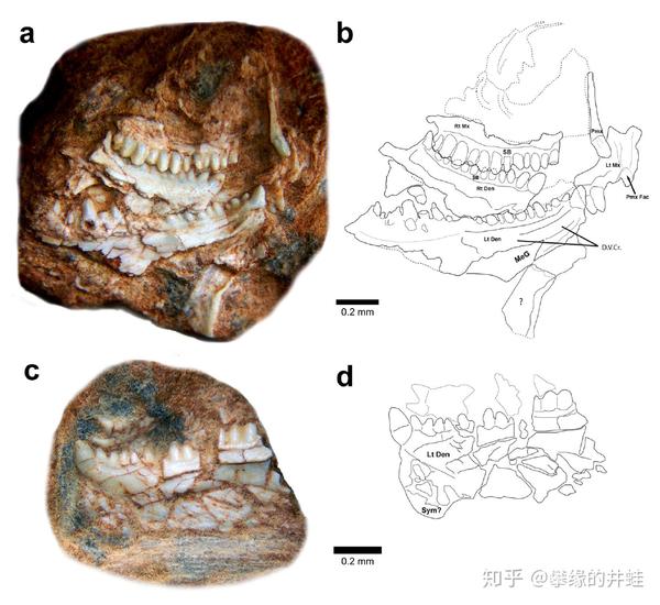我的种族战斗力很弱一直被欺压偶尔发达几次也很快被打回原形但是适应力超强耗死了很多对手未来有可能翻身吗 - 知乎