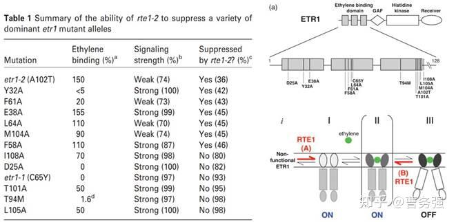乙烯信号简史 | 乙烯受体ETR1“轶事” - 知乎