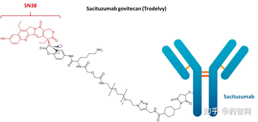 一文了解ADC——2023最热创新药赛道 - 知乎
